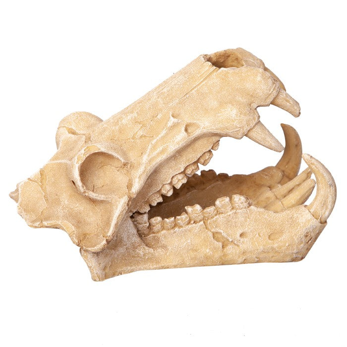 AQUA ONE ORNAMENT HIPPO SKULL 11 X 18.5CM – Campbelltown Pet & Aquarium ...