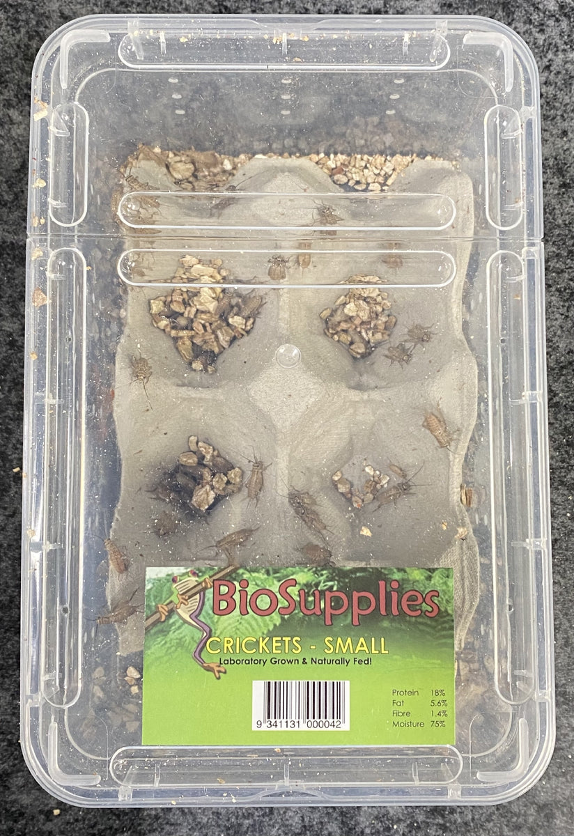 CRICKETS SMALL TUB – Campbelltown Pet & Aquarium Centre Pty Ltd