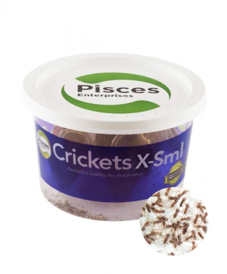 CRICKETS EXTRA SMALL/ WEANIE TUB – Campbelltown Pet & Aquarium Centre ...